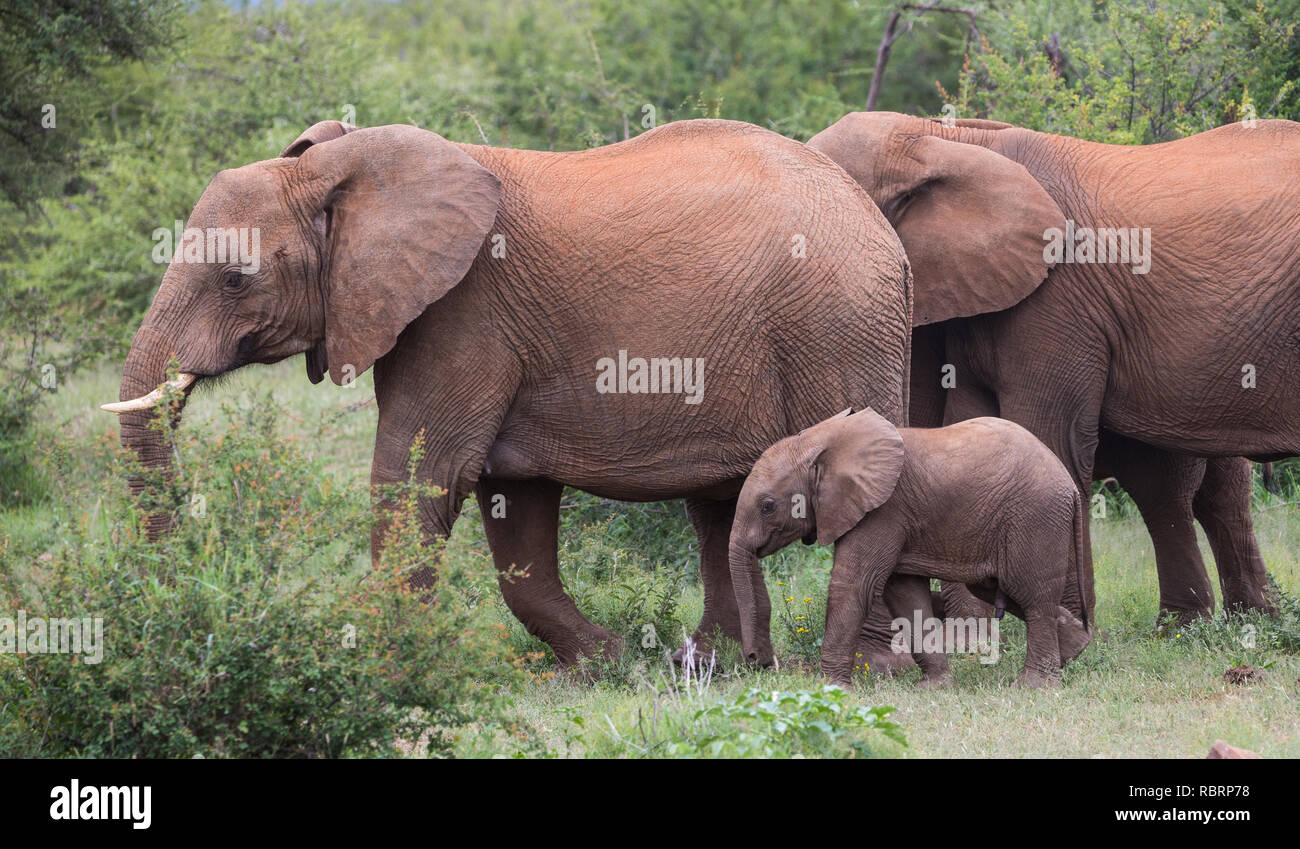 North African Elephant