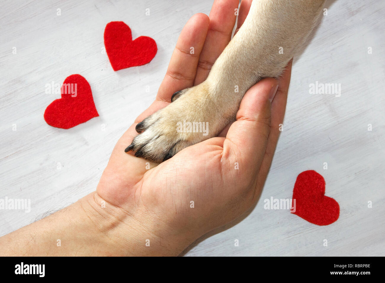 Why Are My Dogs Feet Red