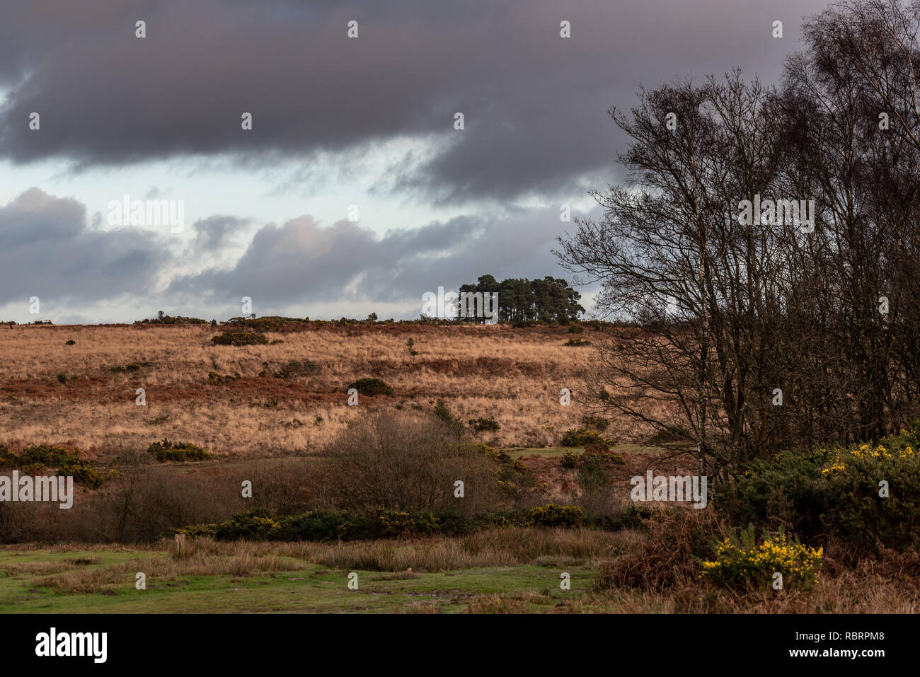 December sunshine on Ashdown Forest Stock Photo - Alamy