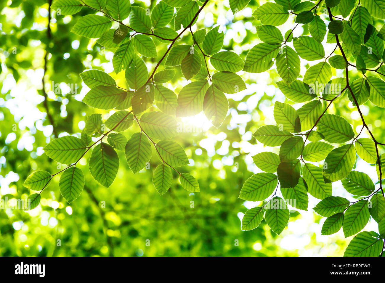 Bright green leaves on the branches in the forest. Crimea, Ukraine ...