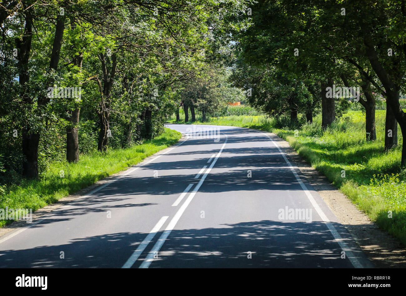 Old trees along walking path through the woods hi-res stock photography ...