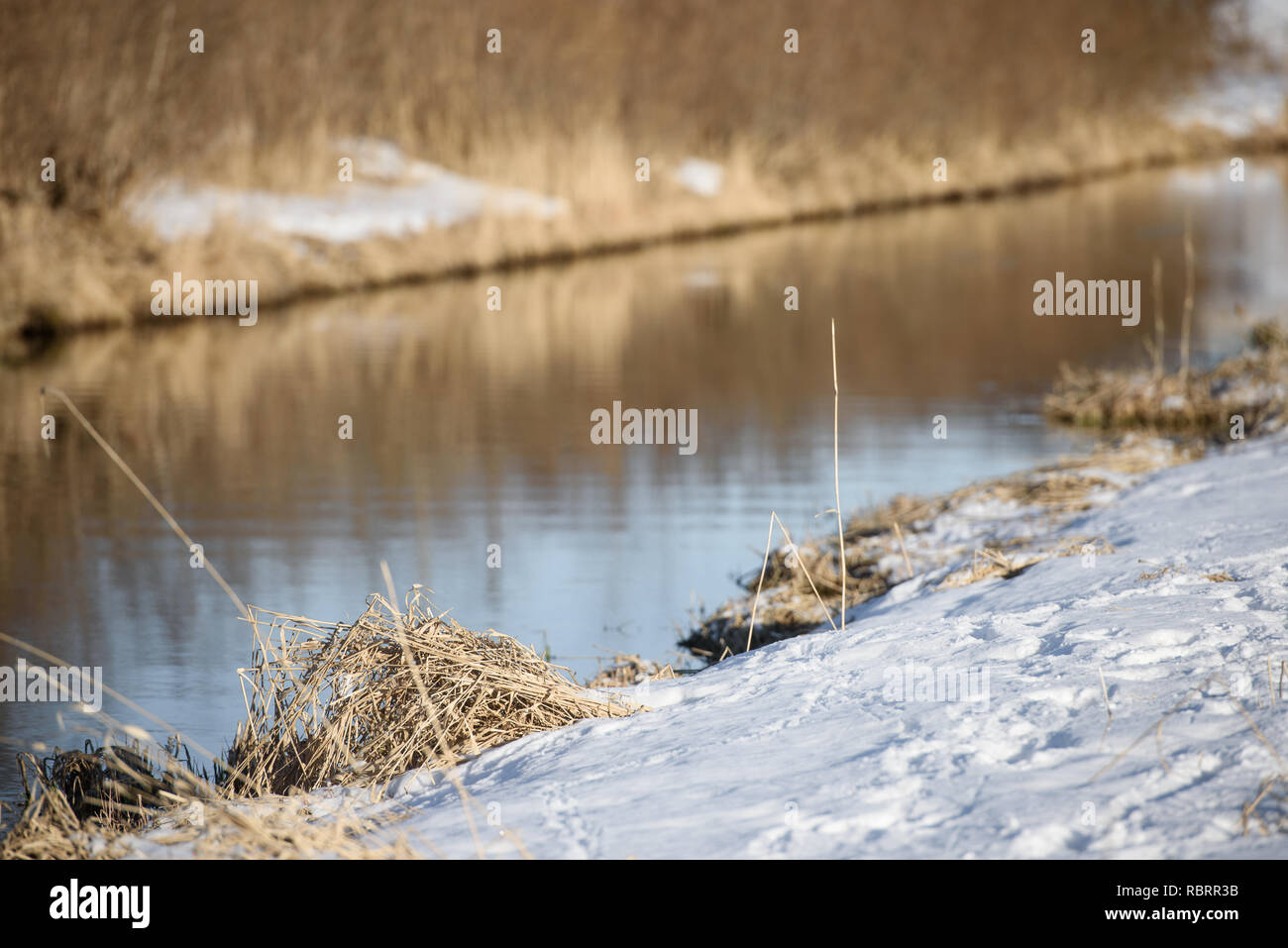 Long river reed grass hi-res stock photography and images - Alamy