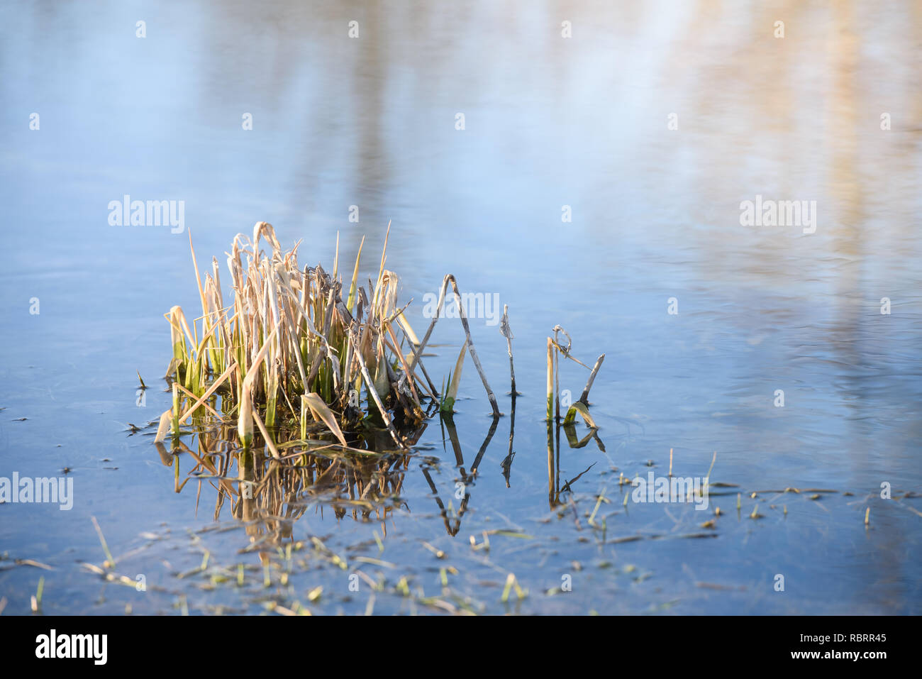 Old dry grass hi-res stock photography and images - Alamy