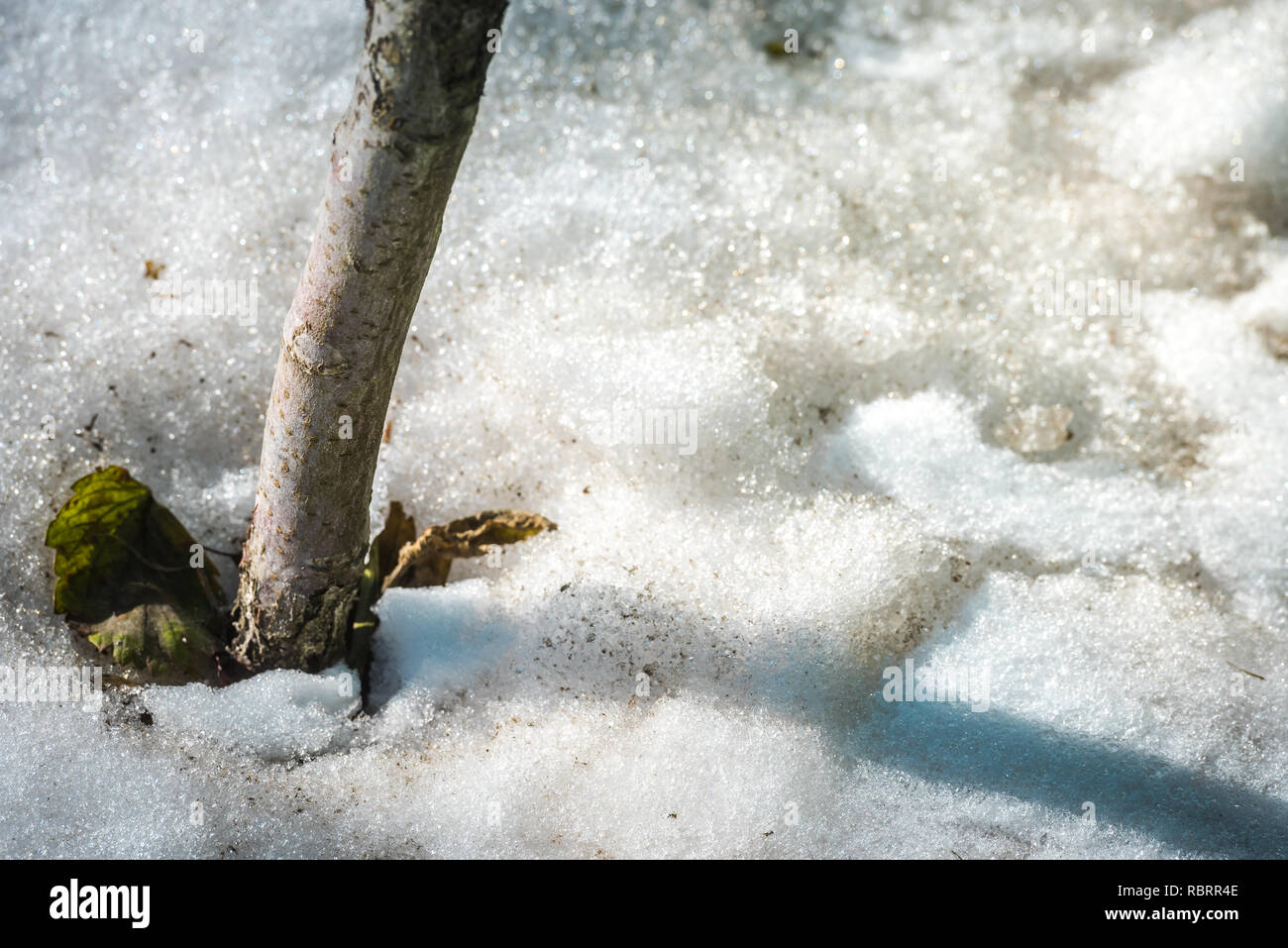 Tree well snow hi-res stock photography and images - Alamy