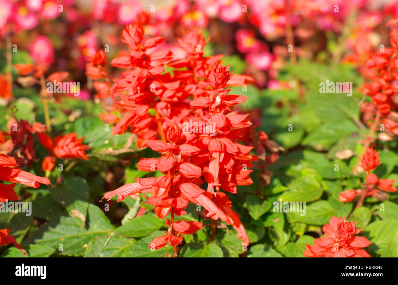 red little flowers Stock Photo - Alamy