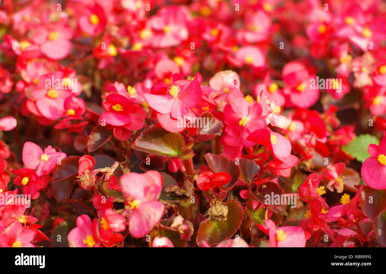 red little flowers Stock Photo - Alamy