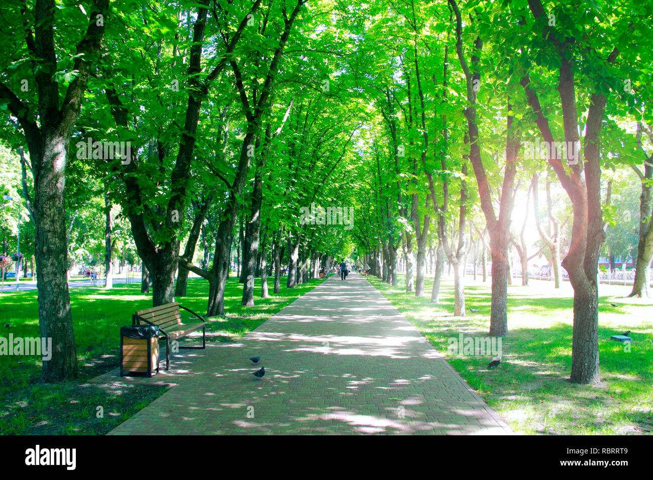 Beautiful city park with promenade path benches and big green trees ...