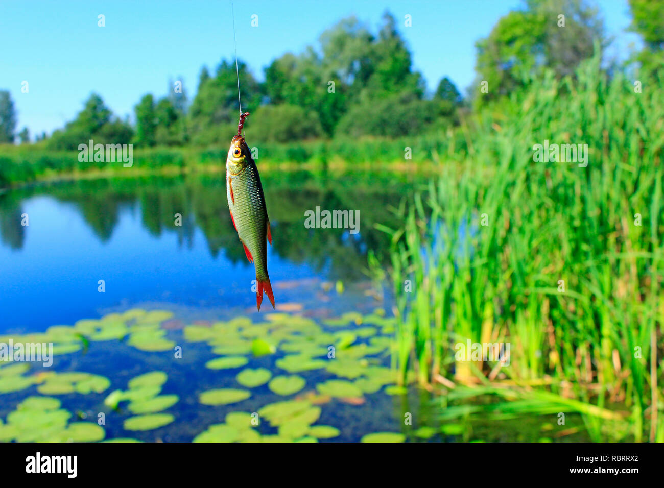 Rudd fish hi-res stock photography and images - Alamy