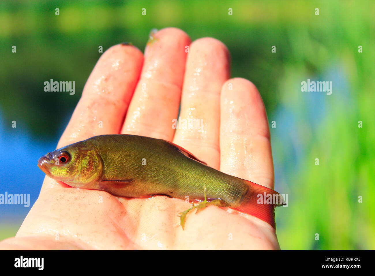 Young fish of tench lying on human hand. Fishing as hobby. Small fish ...