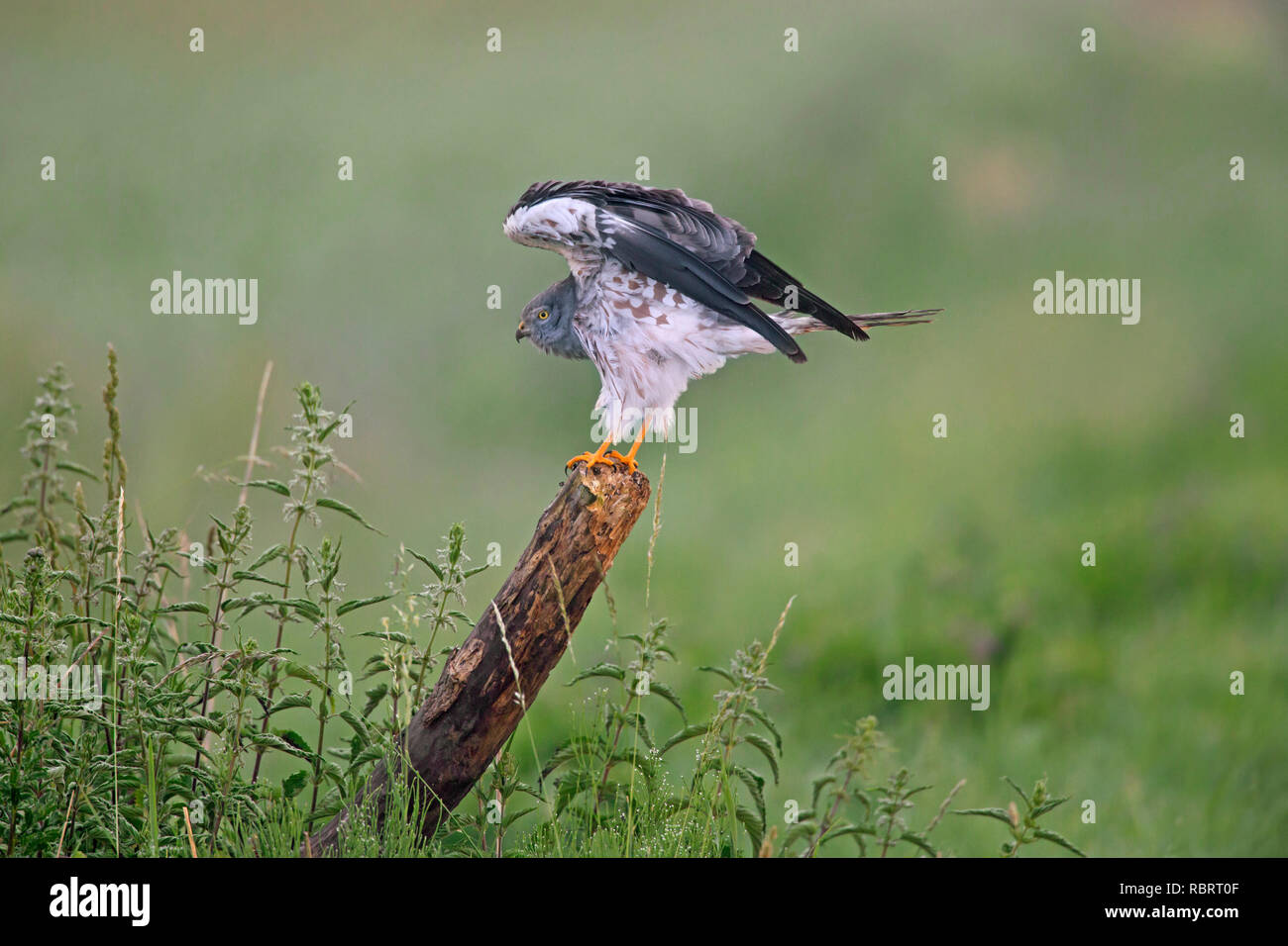 Montagu's harrier (Circus pygargus), male taking off from fence post in ...
