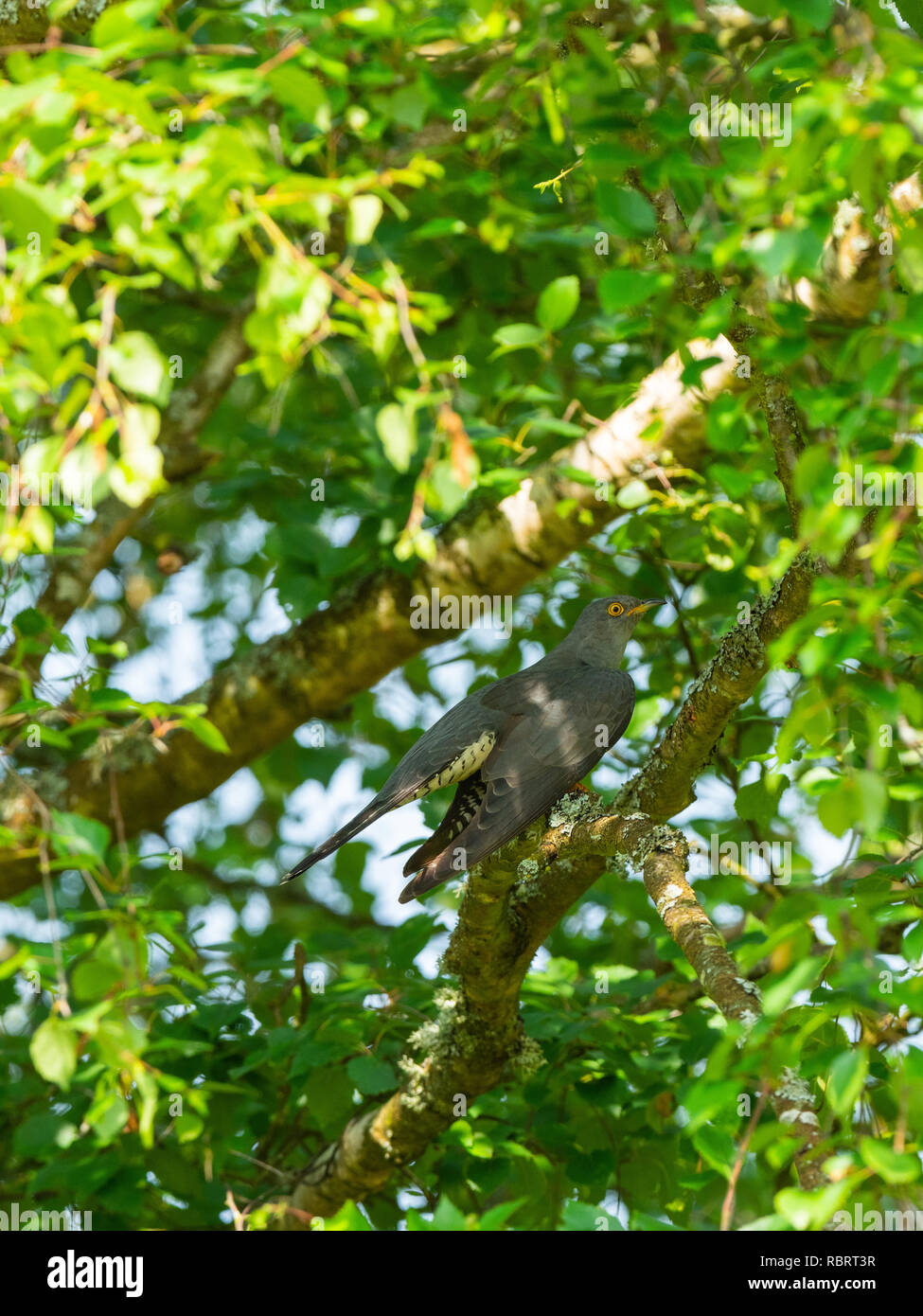 Cuckoo ( Cuculus canorus ) sitting on a tree branch Stock Photo - Alamy