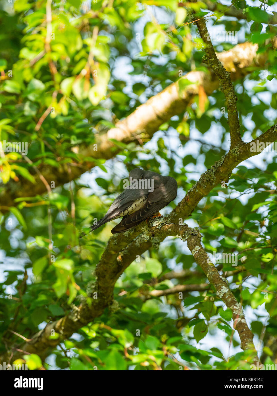 Cuckoo ( Cuculus canorus ) sitting on a tree branch Stock Photo - Alamy