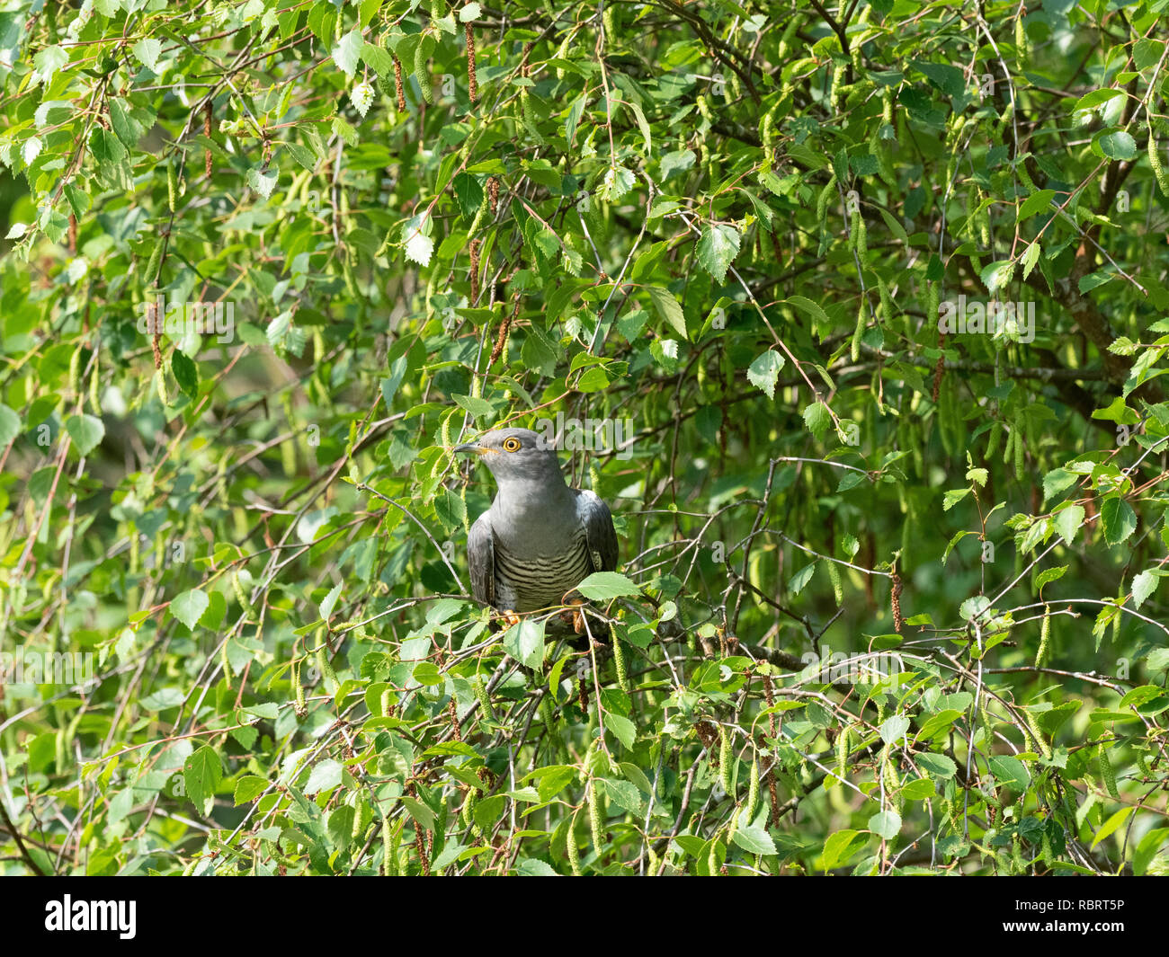 Cuckoo ( Cuculus canorus ) sitting on a tree branch Stock Photo - Alamy