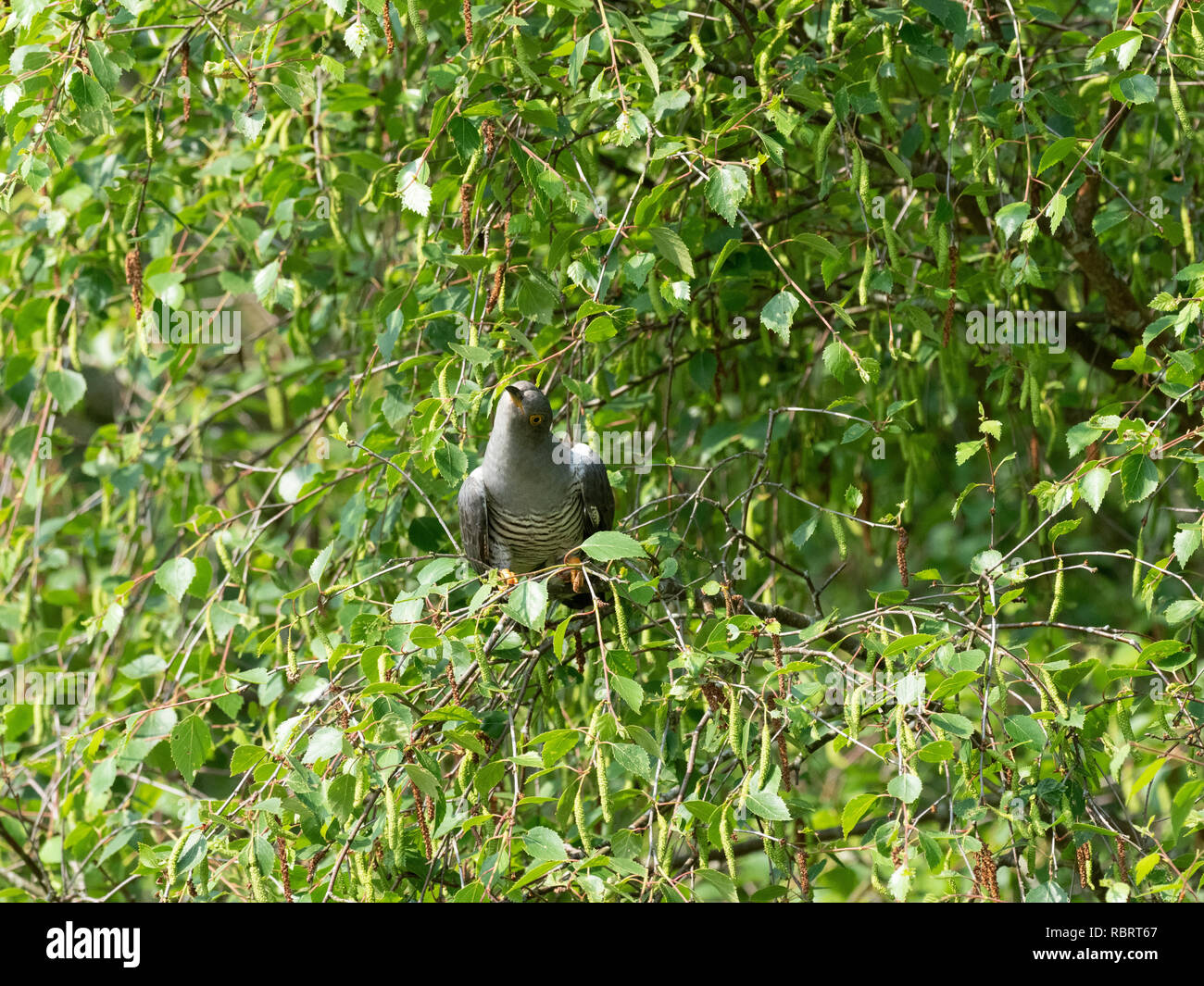 Cuckoo ( Cuculus canorus ) sitting on a tree branch Stock Photo - Alamy