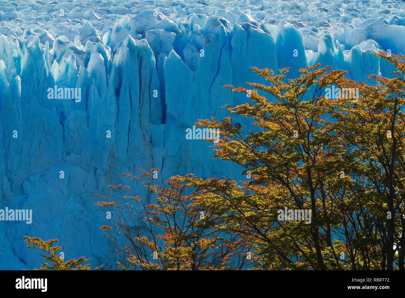 Fall color surrounded by glacial ice in Los Glaciares National Park in ...