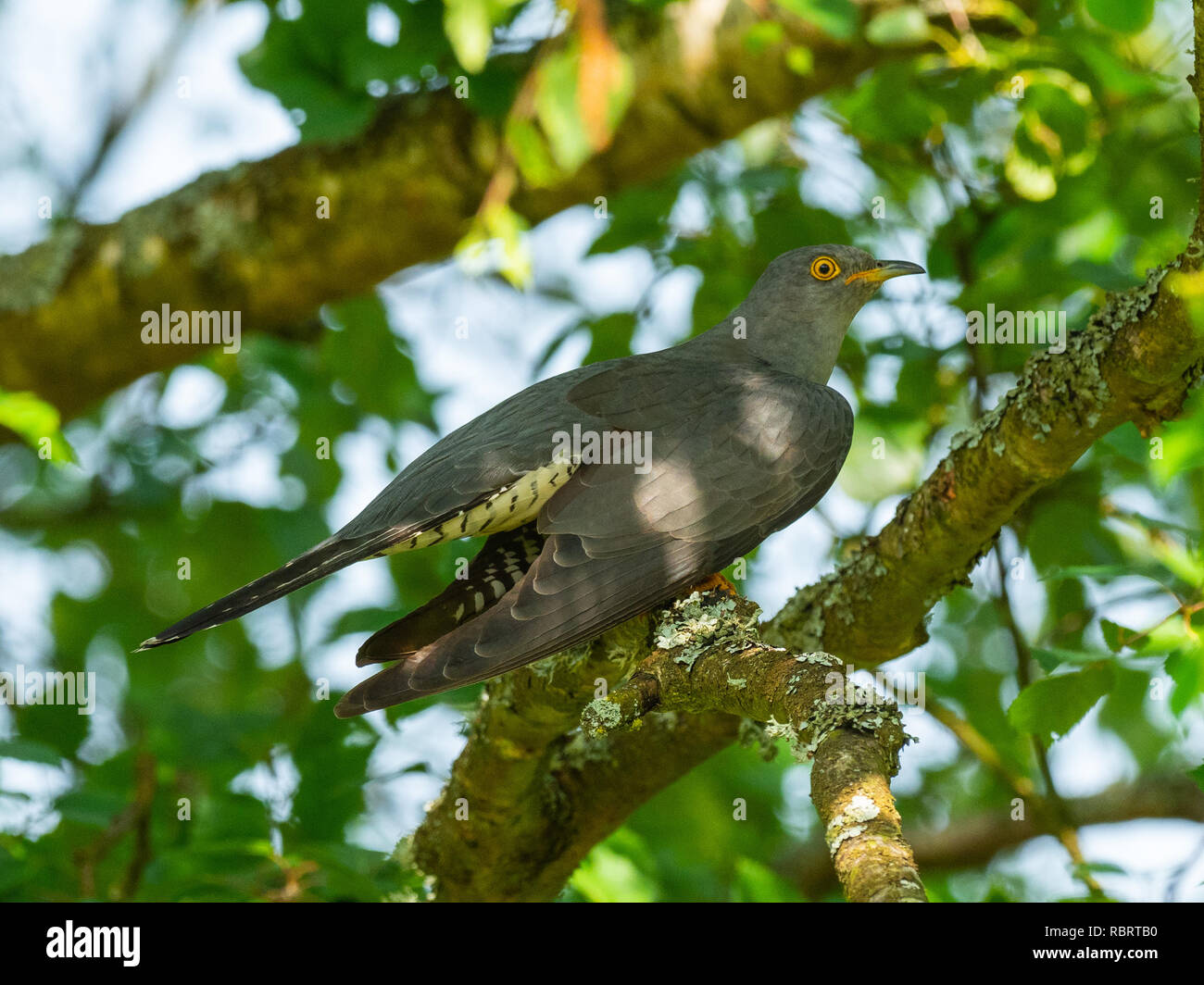 Cuckoo ( Cuculus canorus ) sitting on a tree branch Stock Photo - Alamy