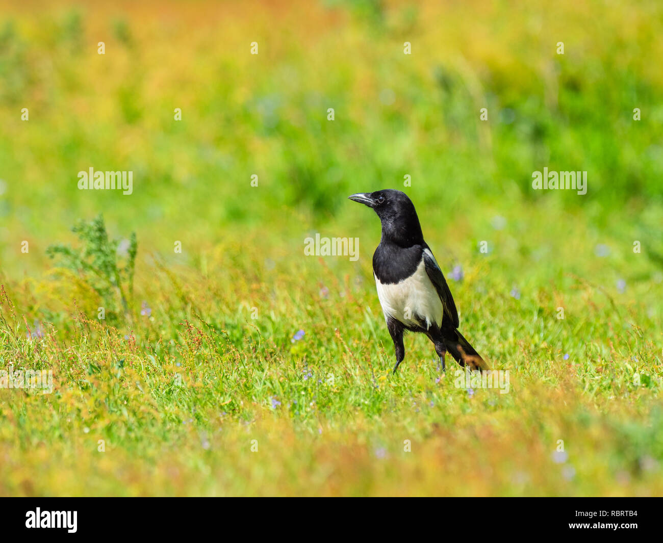 A blue magpie feeding hi-res stock photography and images - Alamy