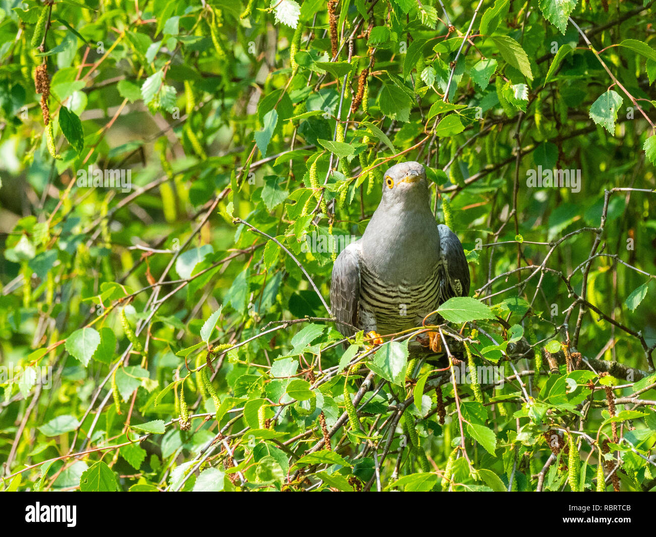 Cuckoo ( Cuculus canorus ) sitting on a tree branch Stock Photo - Alamy