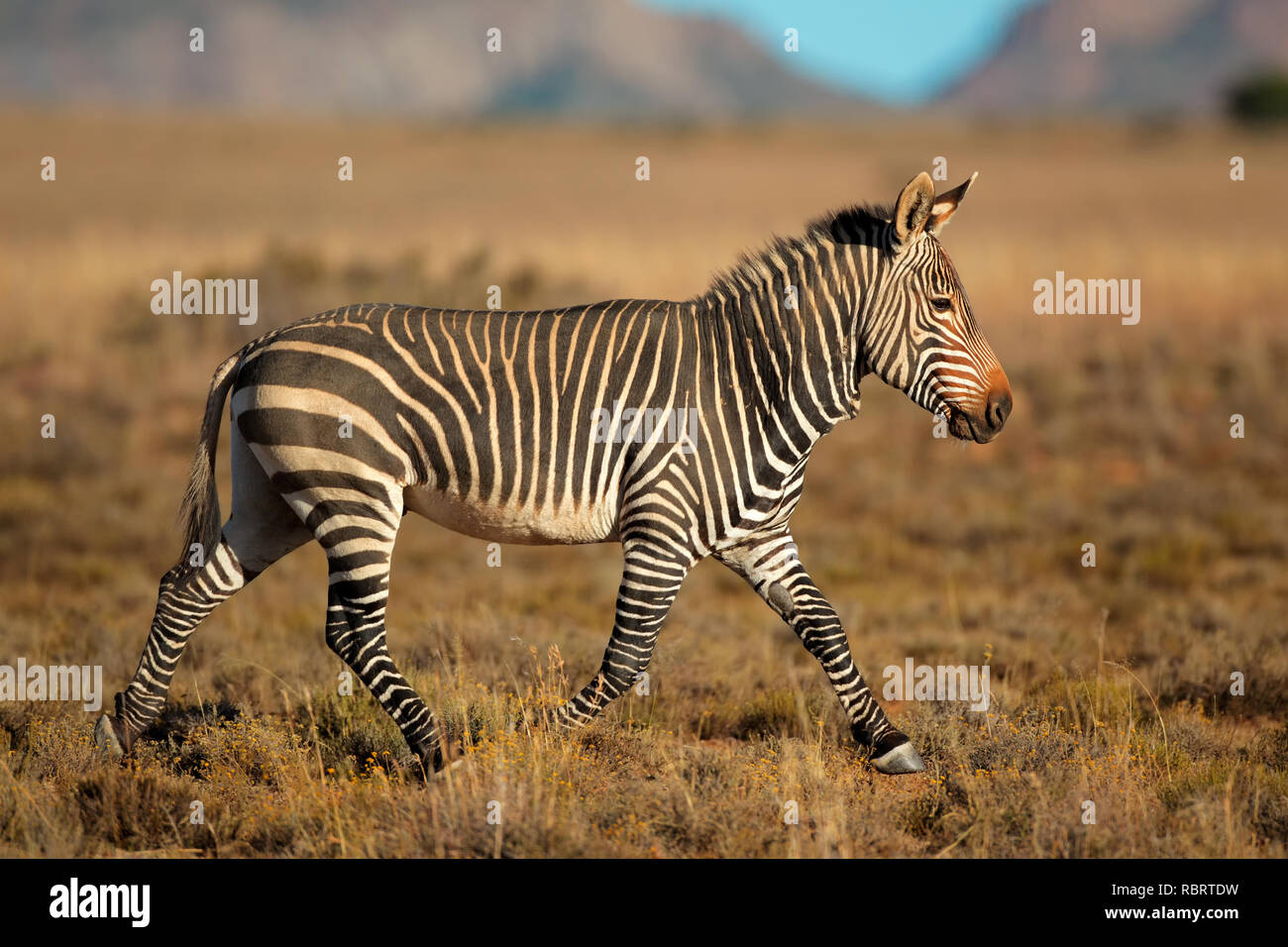 Cape mountain zebra (Equus zebra), Mountain Zebra National Park, South ...