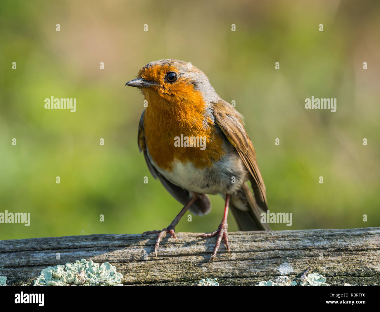 Robin flying uk branch hi-res stock photography and images - Alamy
