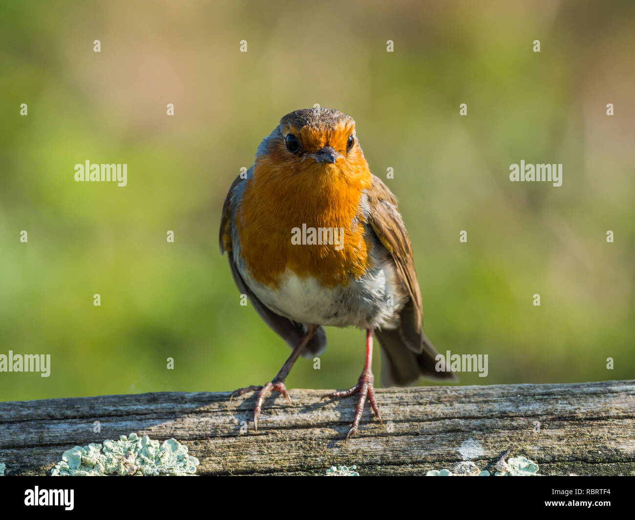 Robin, Close up Stock Photo - Alamy