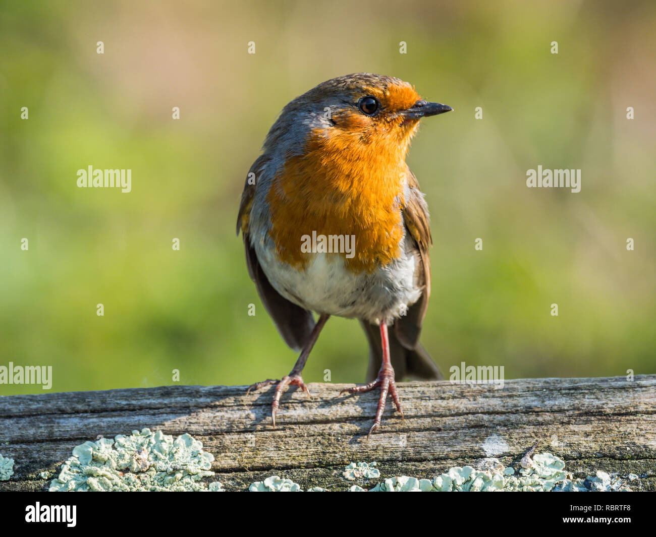Robin, Close up Stock Photo - Alamy