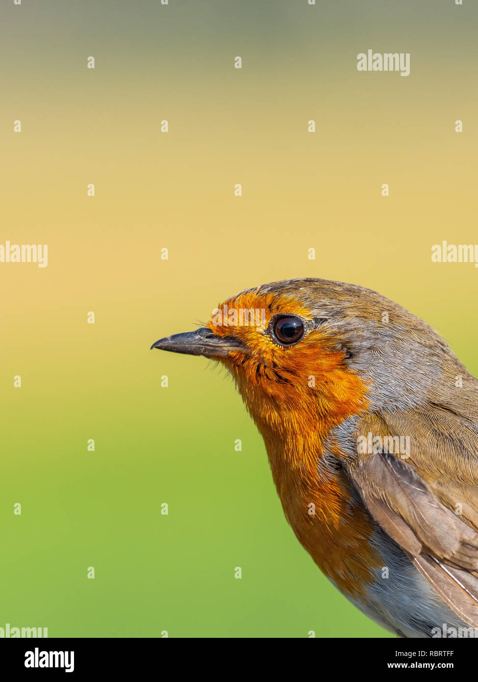 Robin, Close up Stock Photo - Alamy