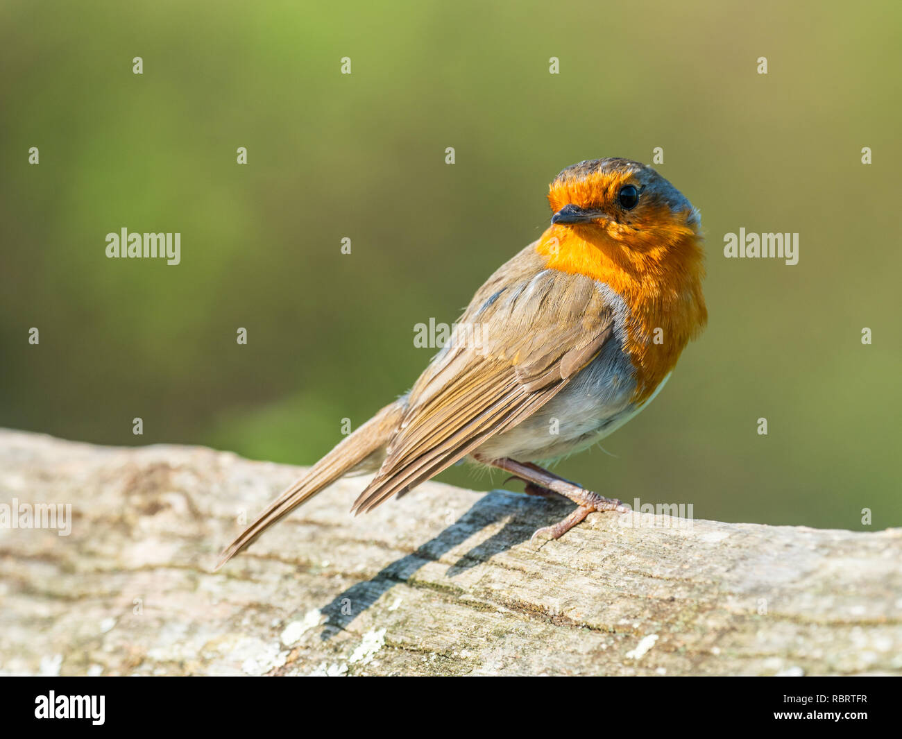 Robin, Close up Stock Photo - Alamy