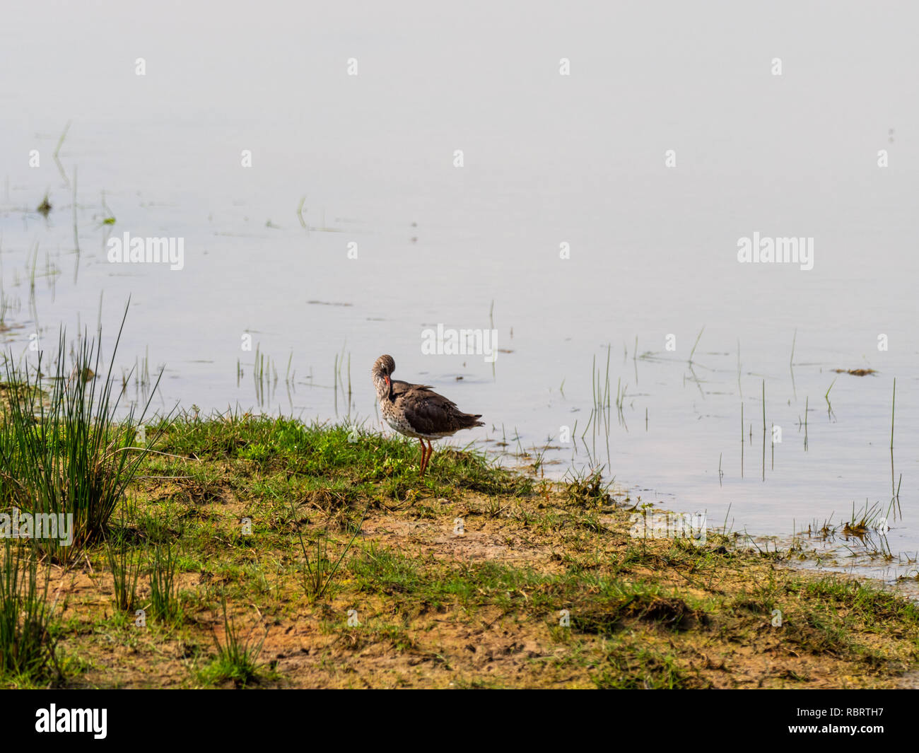 Red Shank Bird High Resolution Stock Photography and Images - Alamy