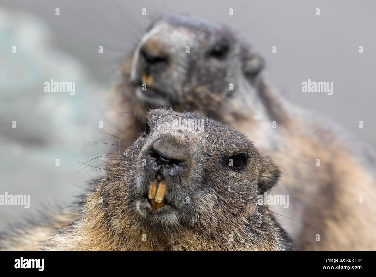 Showing sharp teeth hi-res stock photography and images - Alamy