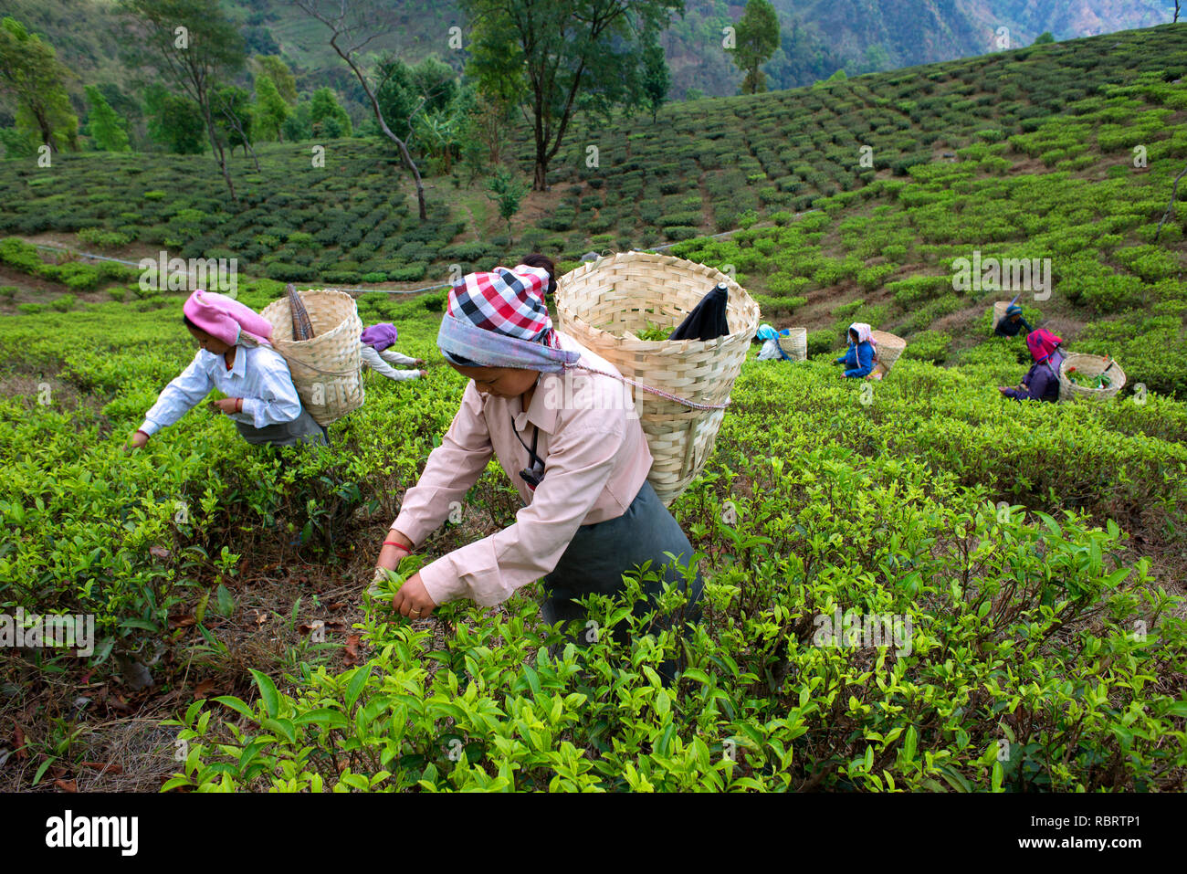 Tea estates hi-res stock photography and images - Alamy