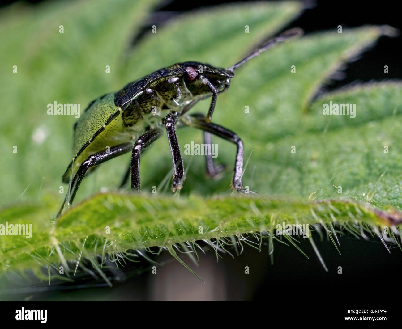 Lifestages hi-res stock photography and images - Alamy