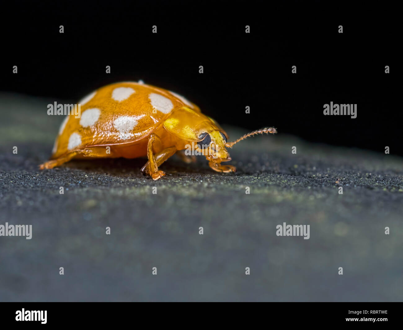Ladybird in nature hi-res stock photography and images - Alamy