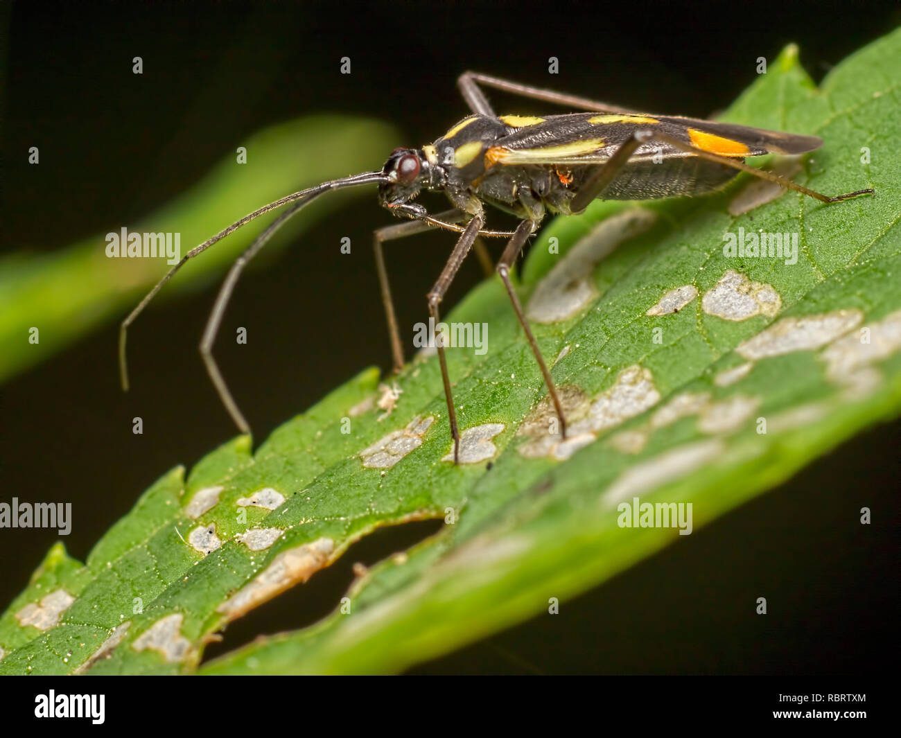 A Grypocoris stysi plant bug taken at Blashford Lakes nature reserve in ...