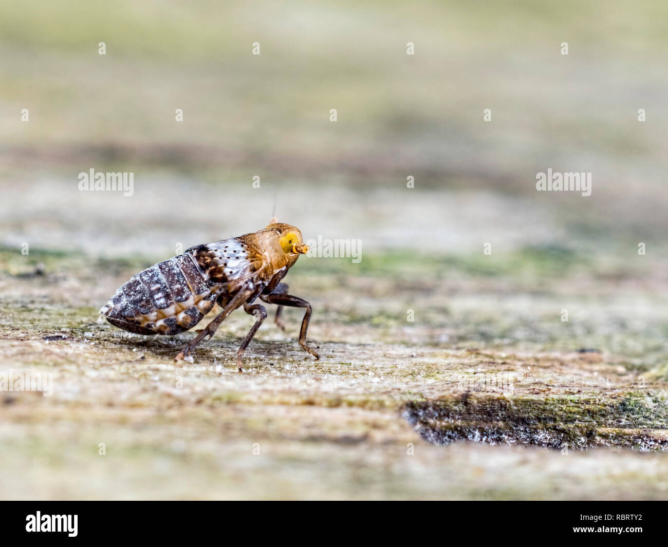 Planthopper hi-res stock photography and images - Alamy