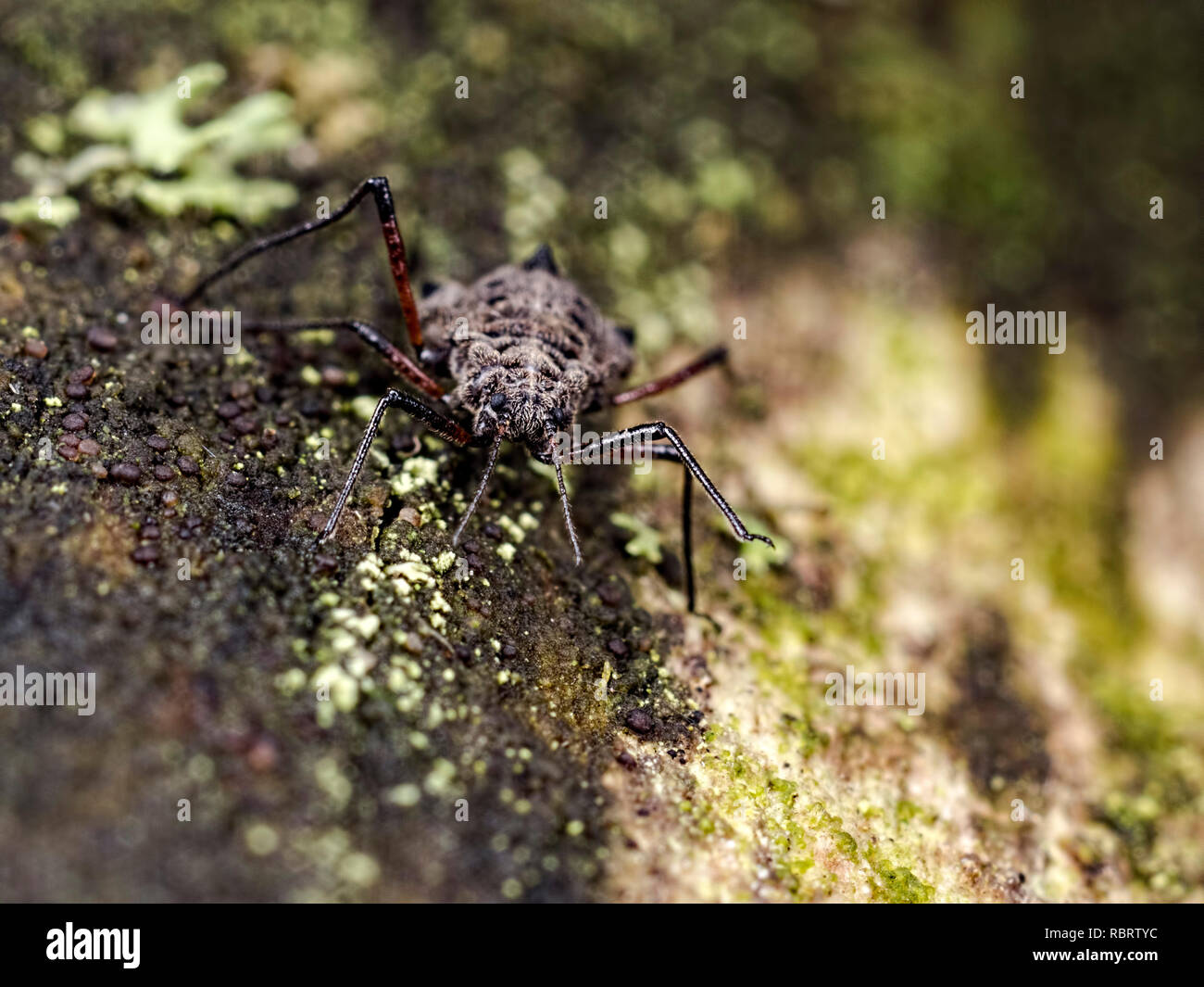 Black Willow Aphid High Resolution Stock Photography and Images - Alamy