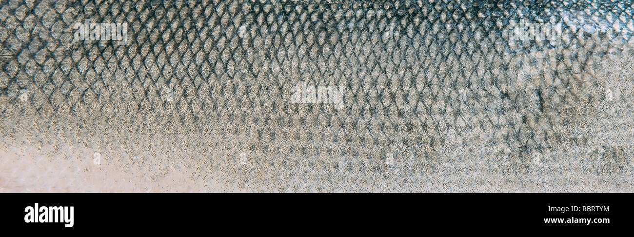 Fish skin texture pattern background. This fish skin texture background ...