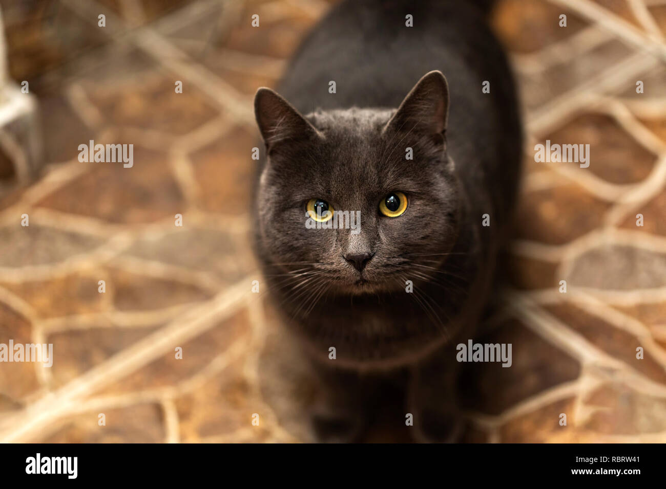 Gray cat looking at the camera Stock Photo - Alamy