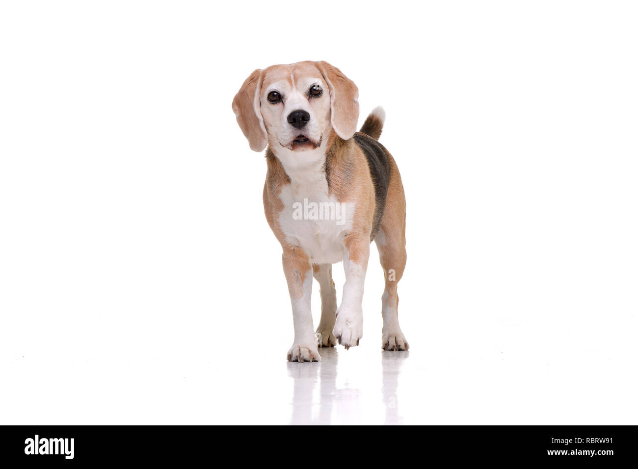 Beagle standing hi-res stock photography and images - Alamy