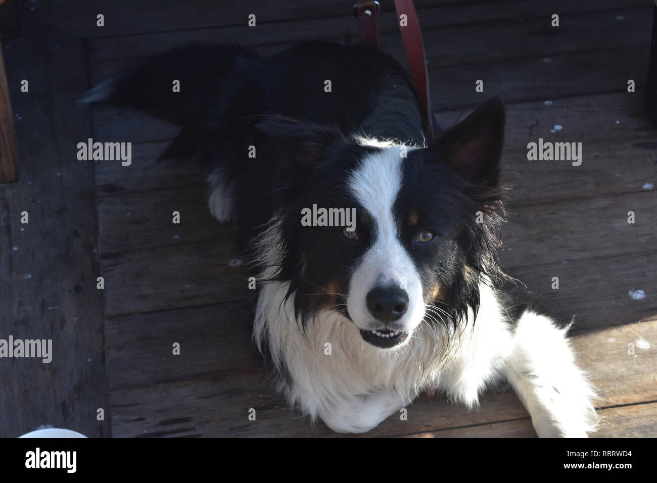 Adorable black and white border collie dog laying down Stock Photo - Alamy