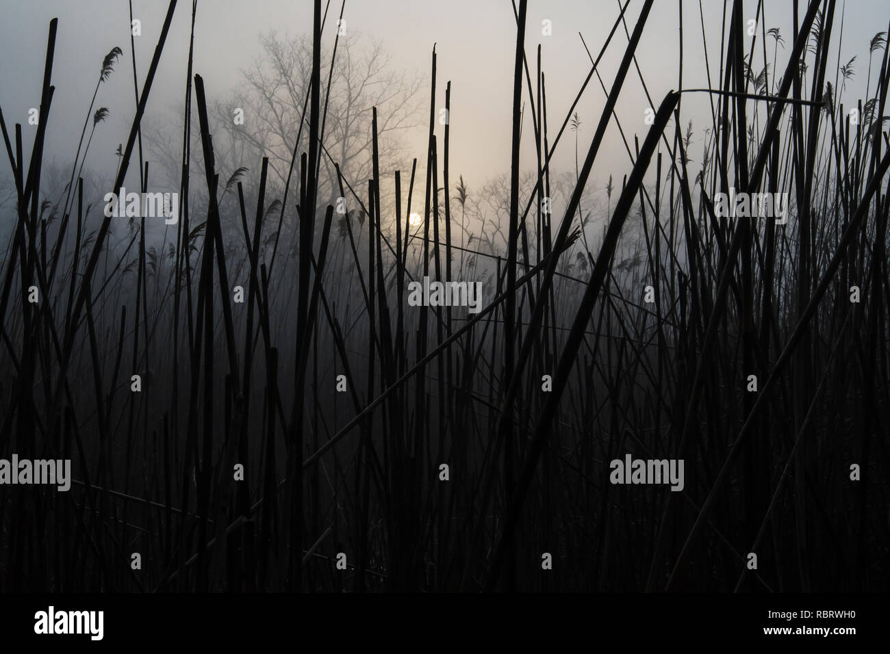 Salt marsh scenic with reeds on a foggy morning Stock Photo - Alamy
