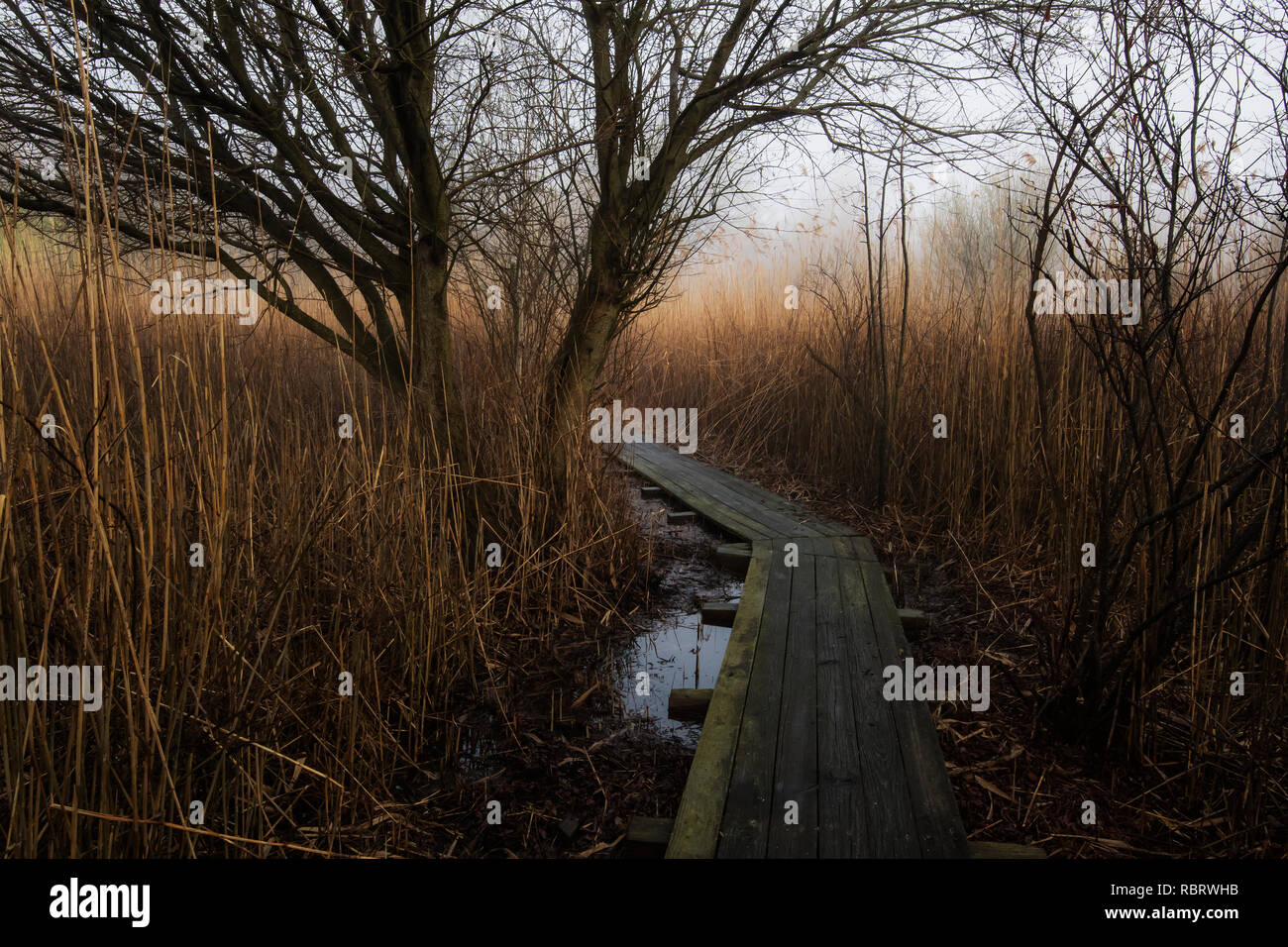 Salt marsh boardwalk hi-res stock photography and images - Alamy