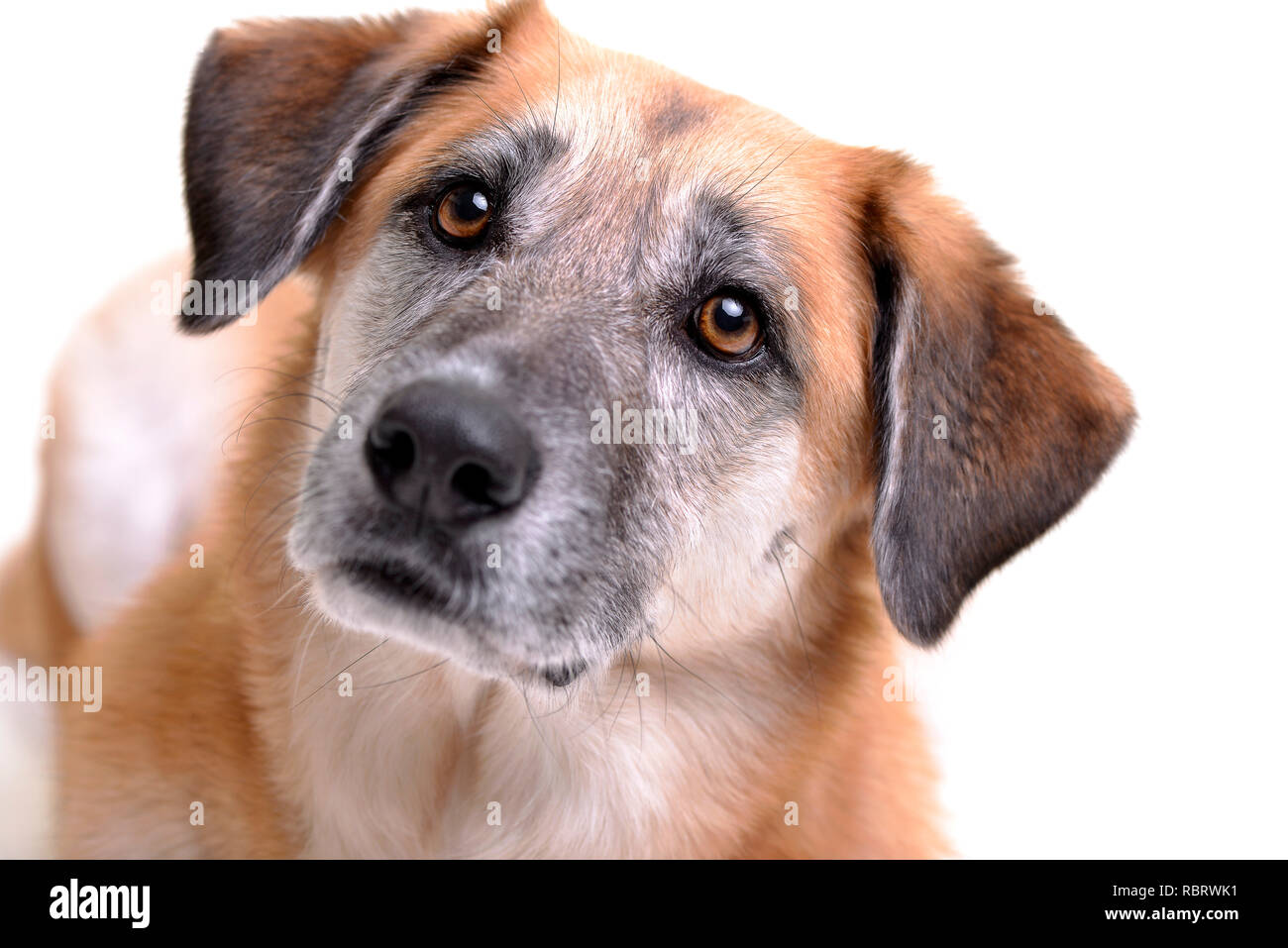 Portrait of an adorable mixed breed dog - isolated on white background ...