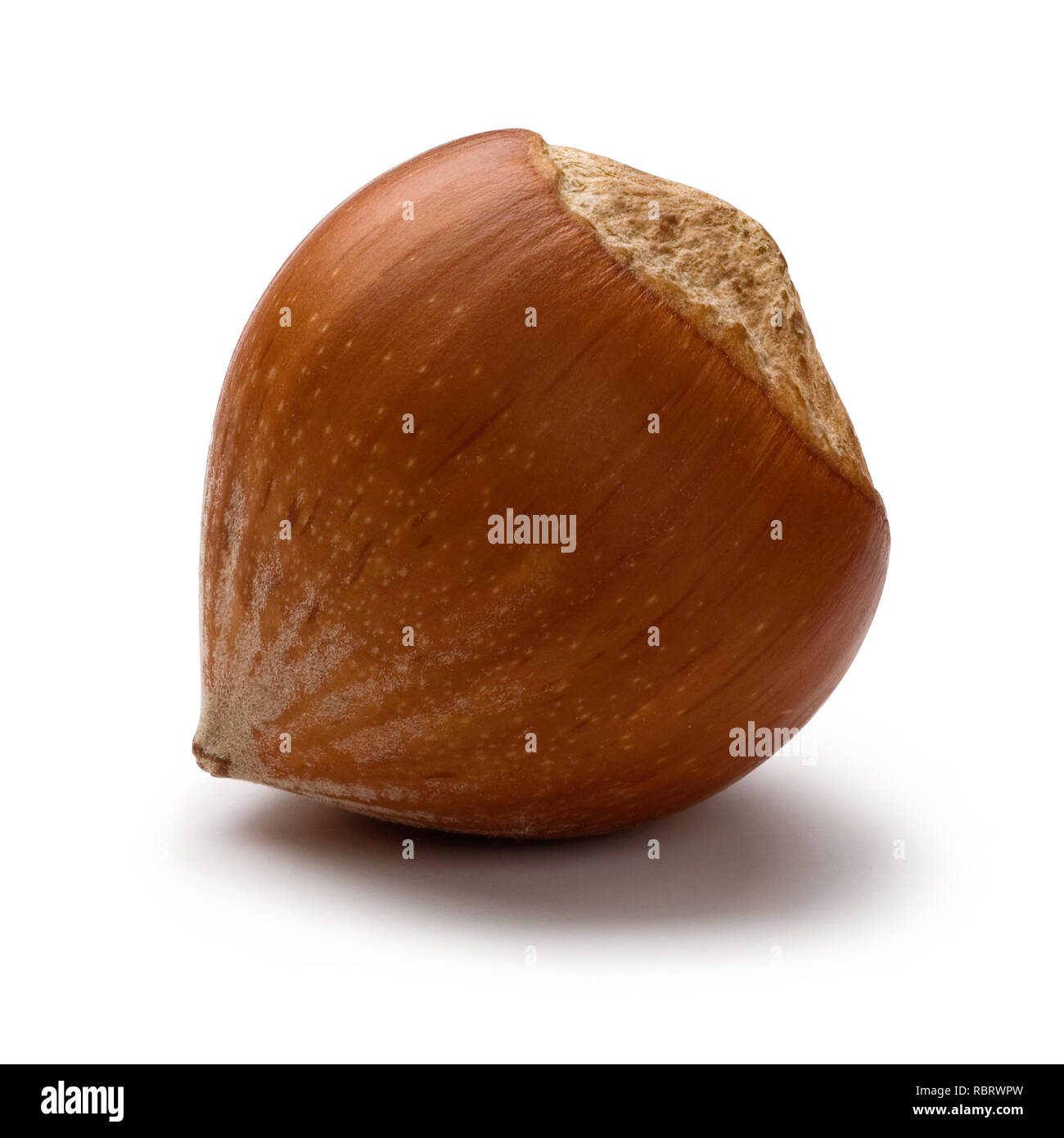 Single hazelnut shell isolated on white background. Macro, studio shot ...