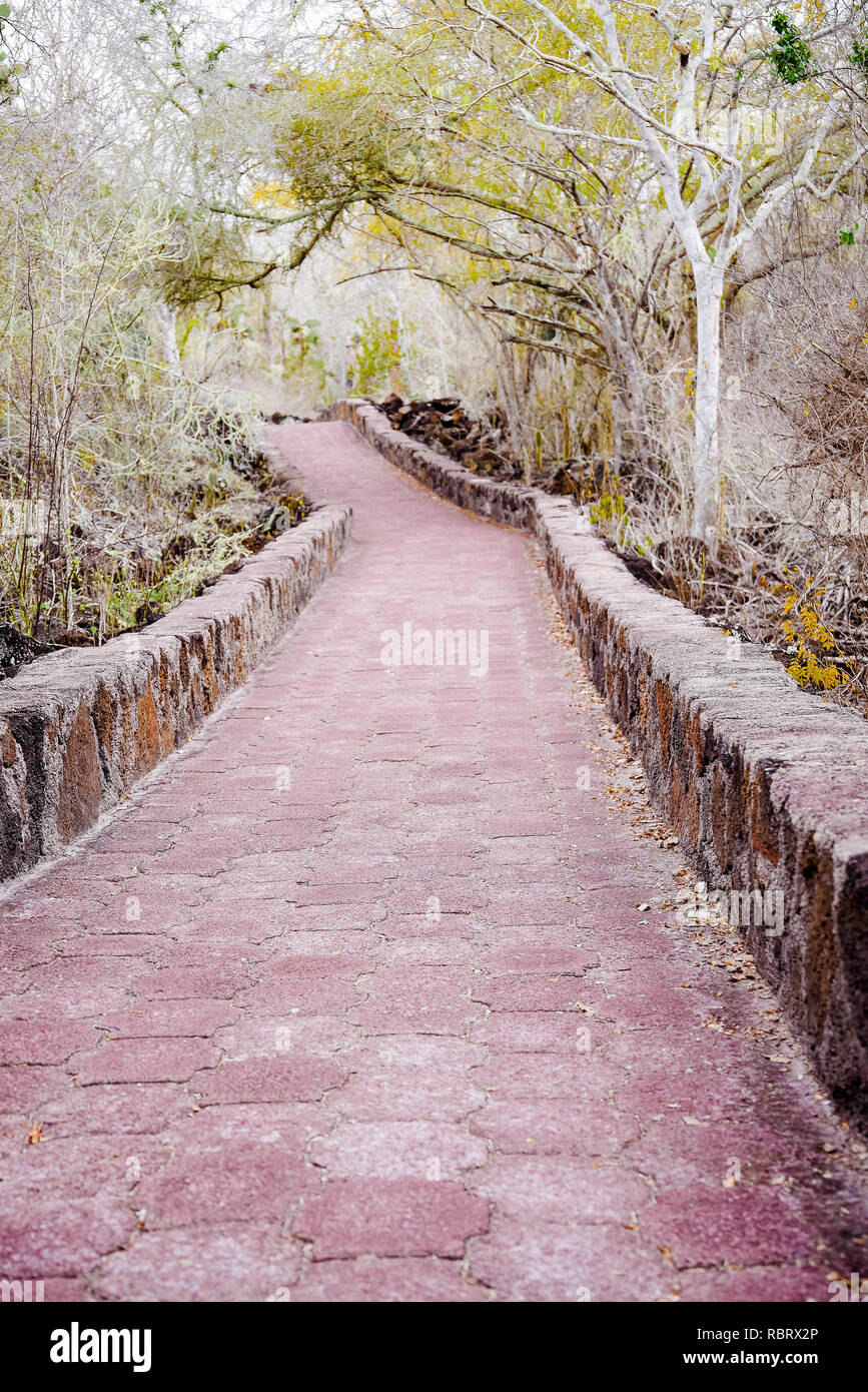 Outdoor view of brick pathway leading through the forest to the ocean ...