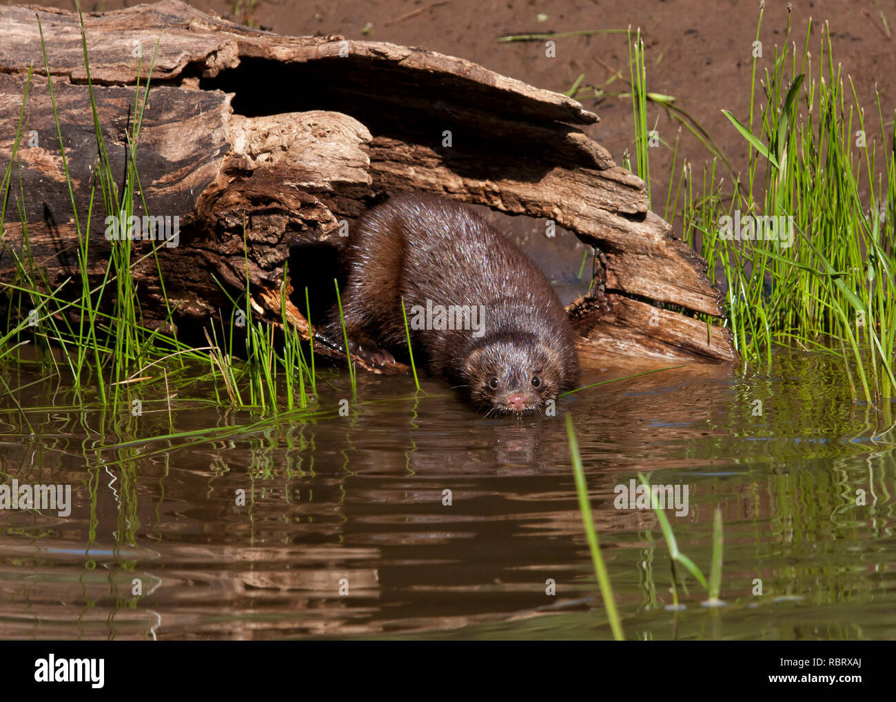 Mink Emerging from Log and Going into the Water Stock Photo - Alamy