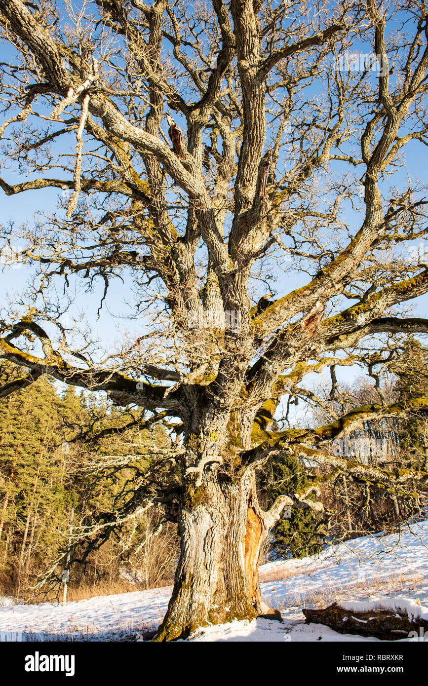 Hundred years oak hi-res stock photography and images - Alamy