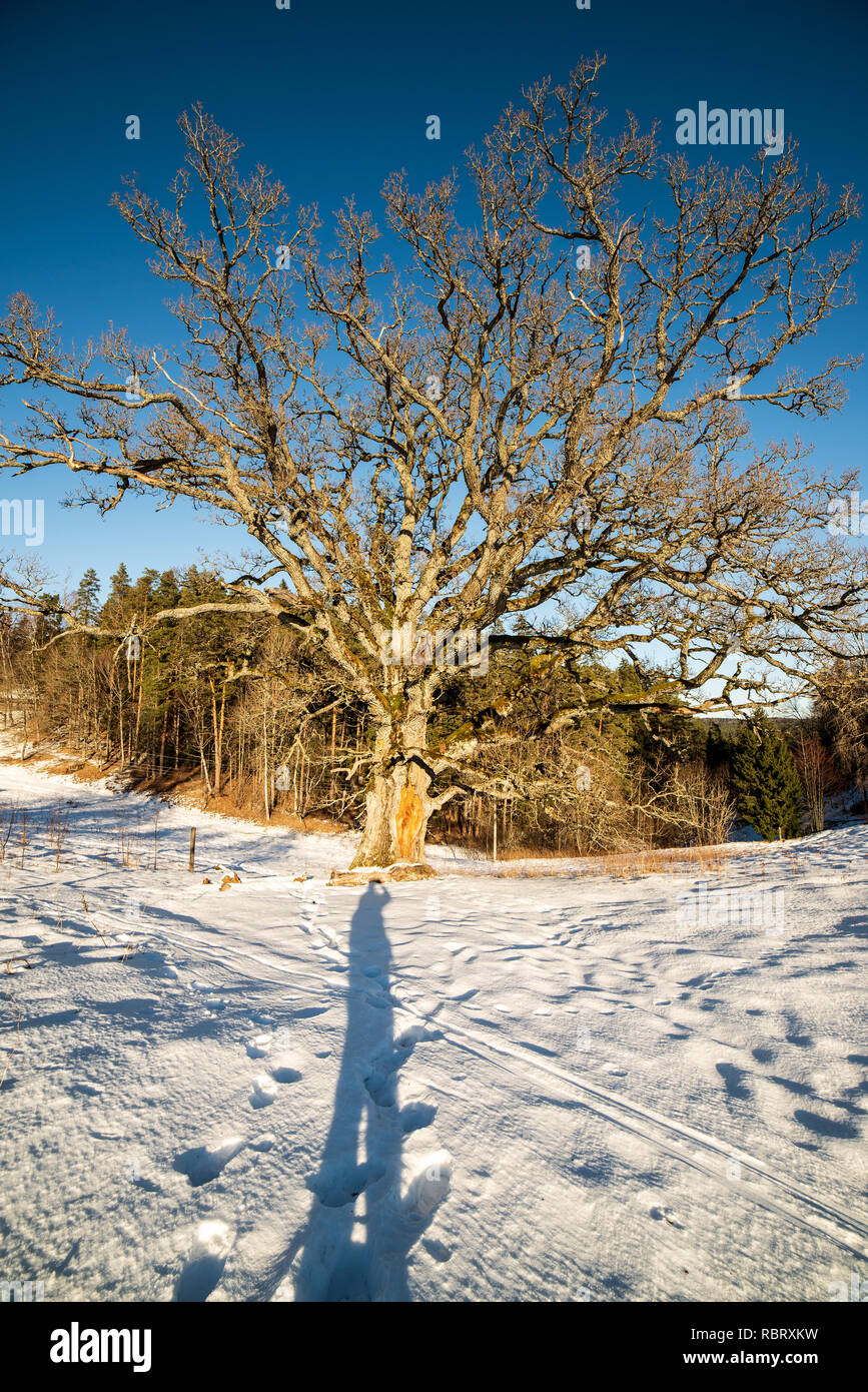 Hundred years oak hi-res stock photography and images - Alamy