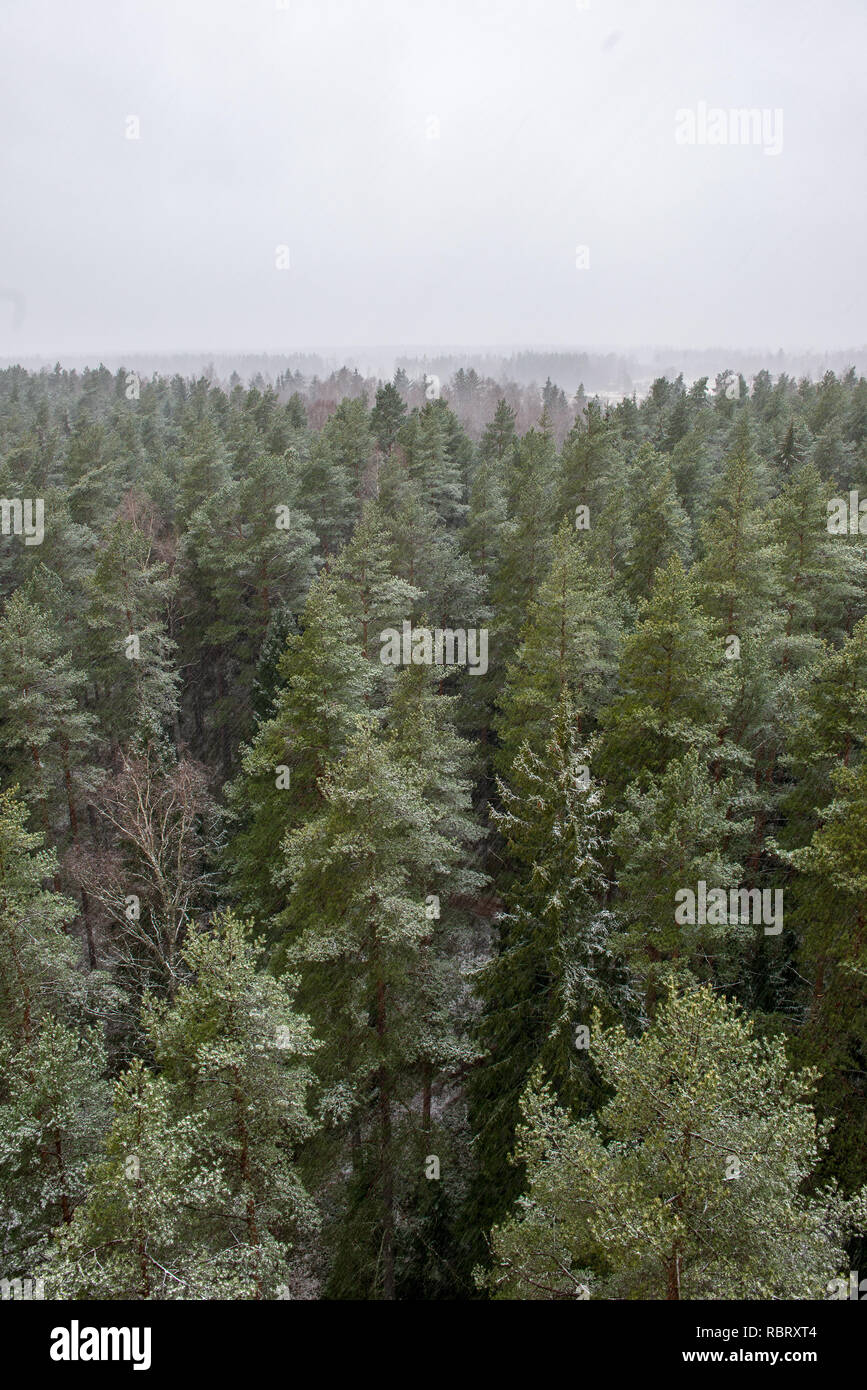 misty forest in winter. far horizon with snow falling down Stock Photo ...