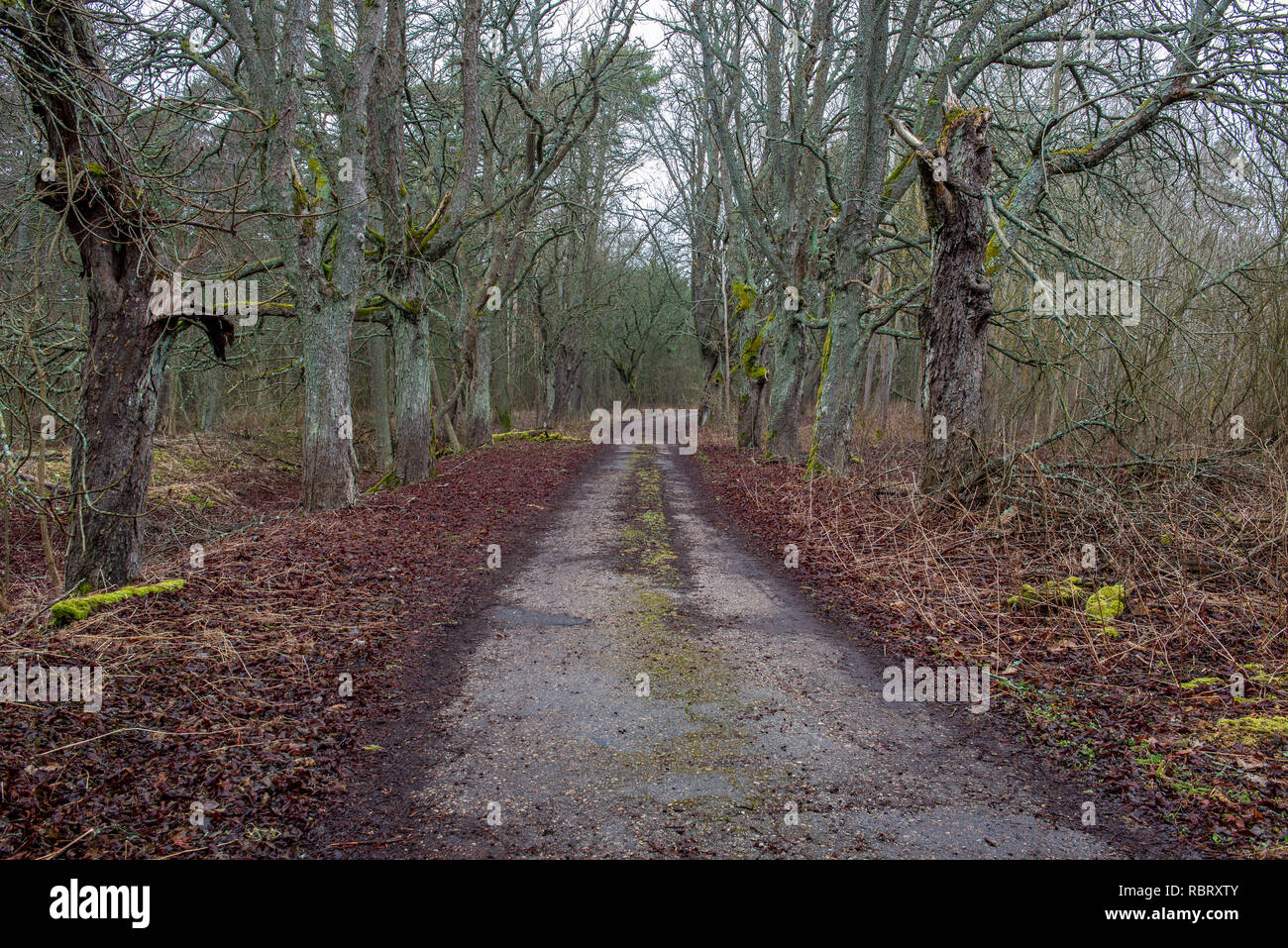 country gravel road in perspective with old and broken asphalt in ...